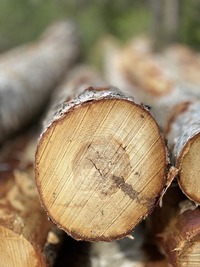 Cut Birch Visible Rings at Place of Cutting Stock Image - Image of ...