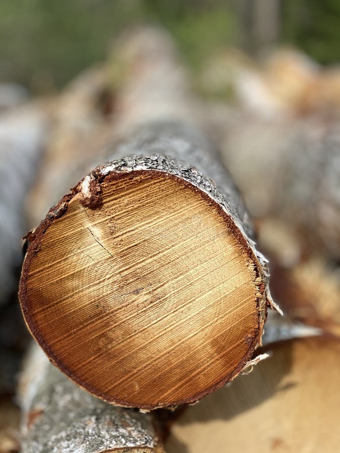 Cut Birch Visible Rings at Place of Cutting Stock Image - Image of ...