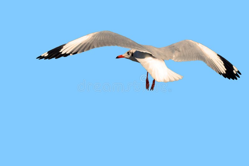 Seagull on a Blue Background Stock Image - Image of paste, feather ...