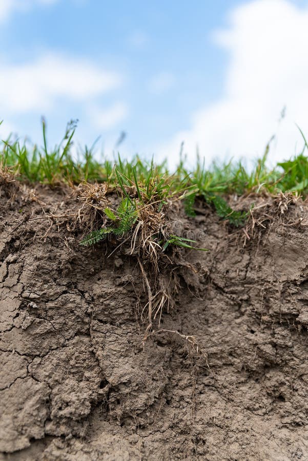 119 Sky Clouds Grass Ground Underground Stock Photos - Free & Royalty ...