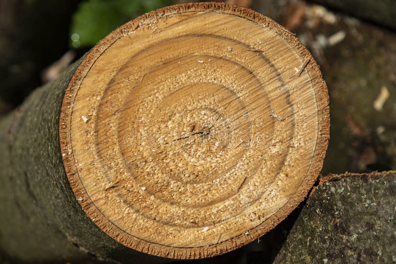 Cut Linden Tree Branch Surface Stock Image - Image of lumber, ring ...