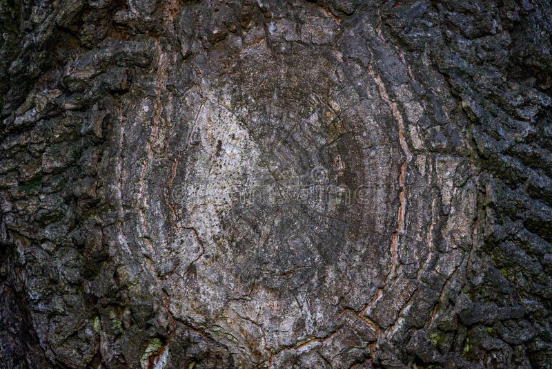 A Cut Branch Overgrown with Bark on the Trunk of a Large Tree, the ...
