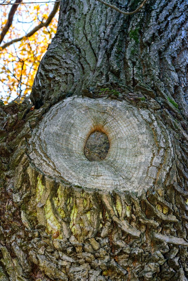 A Cut Branch Overgrown with Bark on the Trunk of a Large Tree, the ...