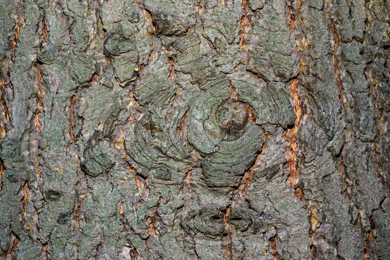 A Cut Branch Overgrown with Bark on the Trunk of a Large Tree, the ...