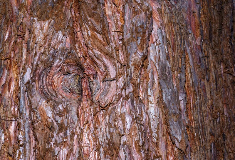 A Cut Branch Overgrown with Bark on the Trunk of a Large Tree, the ...