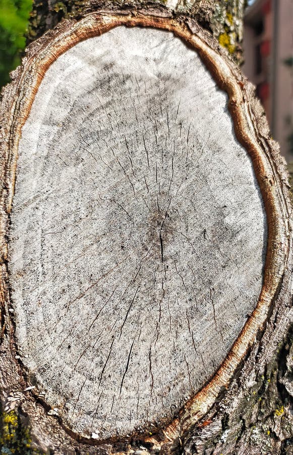 Cut branch of a tree stock image. Image of tree, branch - 217073247
