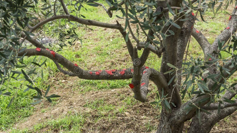 Cut Branches from Olive Tree Stock Image - Image of tree, agriculture ...