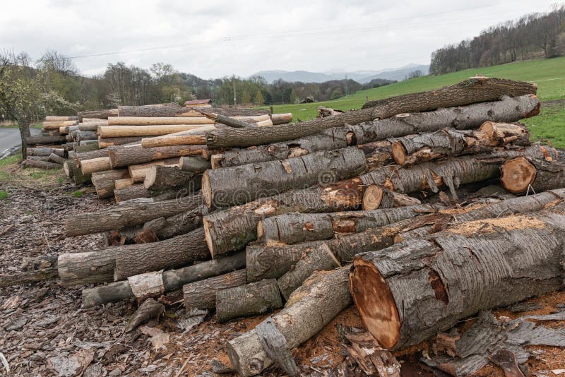 Cut Branches Stack Pile Heap Mound Wood Stock Image - Image of stack ...