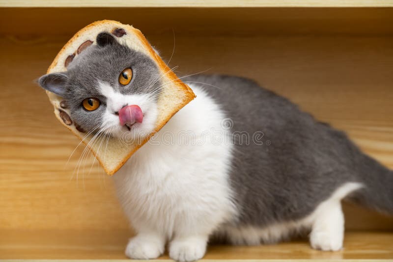 Cute British Shorthair Cat with Slice of Bread on the Head Stock Photo ...