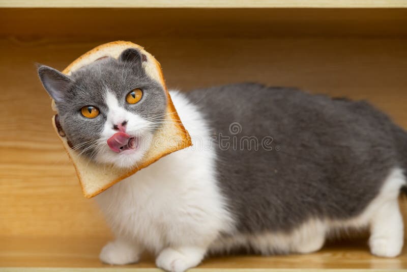 Cut British Shorthair Cat with Slice of Bread on the Head Stock Photo ...