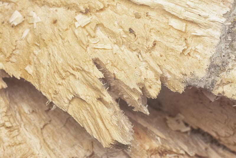 Cut or Broken Rubber Tree Wood Texture Stock Photo - Image of aged ...