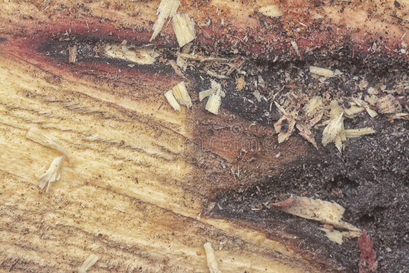 Cut or Broken Rubber Tree Wood Texture Stock Image - Image of pattern ...