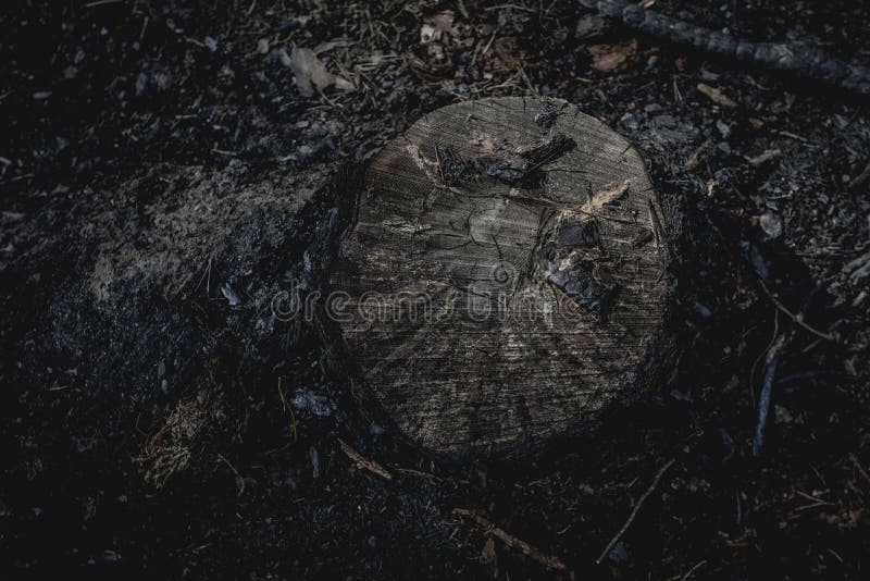 Cut and Burnt Tree with Burnt Black Grass in the Forest Stock Image ...