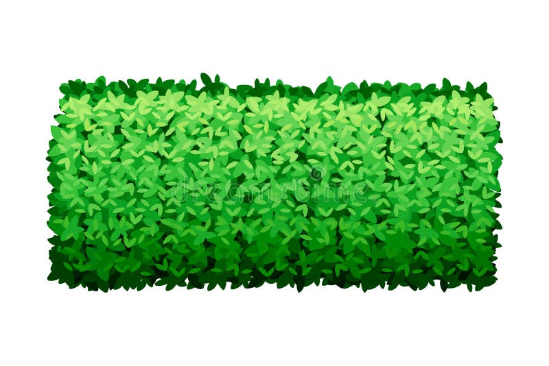 Cut Bush of Rectangular Shape As Perennial Woody Plant with Dense ...