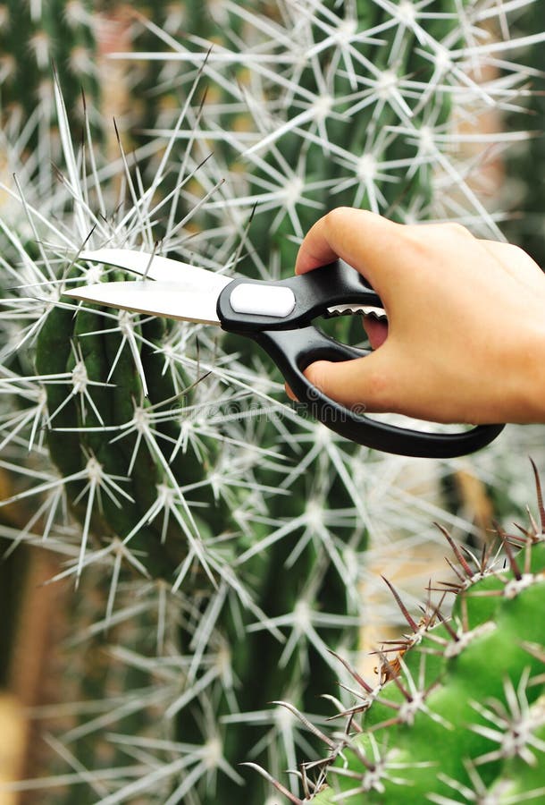 Cut cacti stock photo. Image of closeup, scissors, green - 26745790
