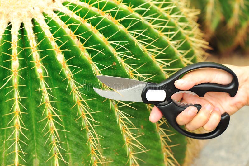 Cut cacti stock image. Image of sprout, gardening, horticulture - 26746527