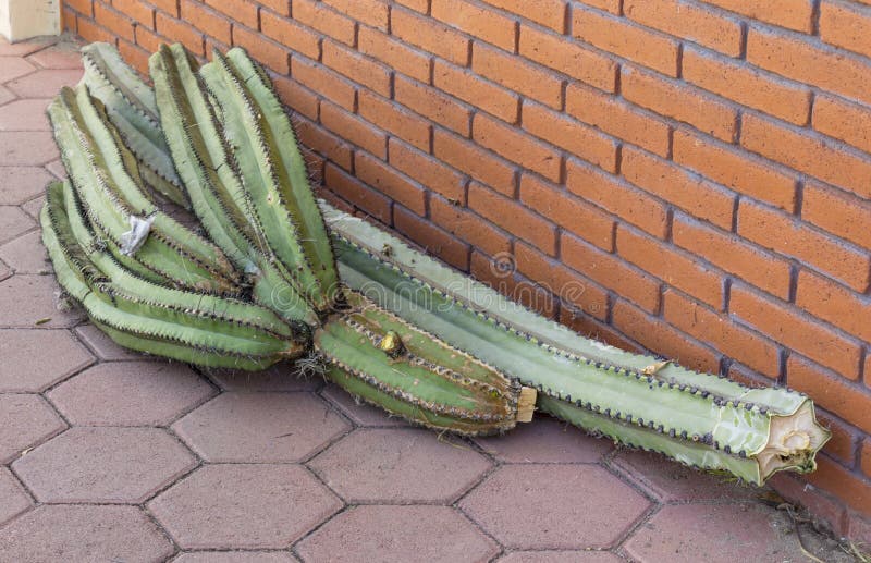 Lying on pavement stock image. Image of people, pair - 34414909