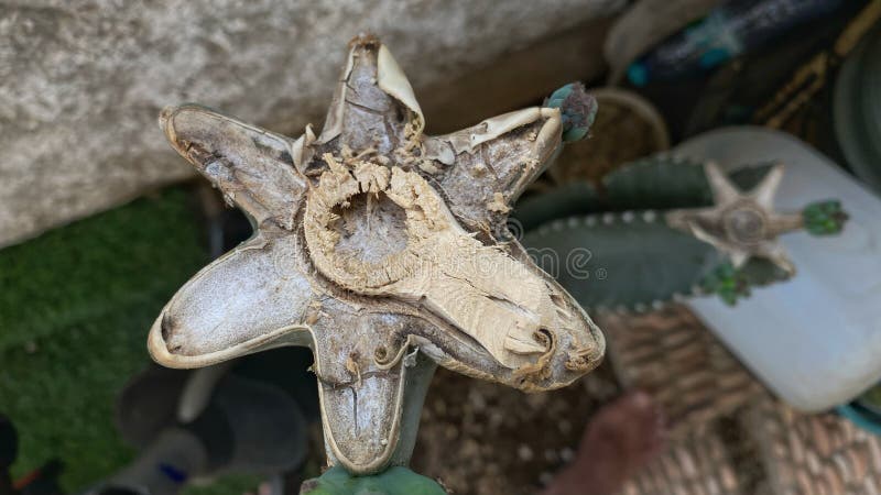 Cactus Pieces and Plastic Waste Stock Image - Image of plastic, pieces ...