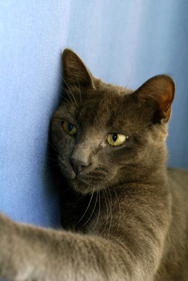 Cut Cat stock photo. Image of green, fight, feline, attack - 11032136