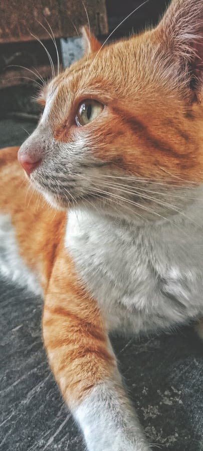 The cut cat stock photo. Image of catty, animals - 236429940