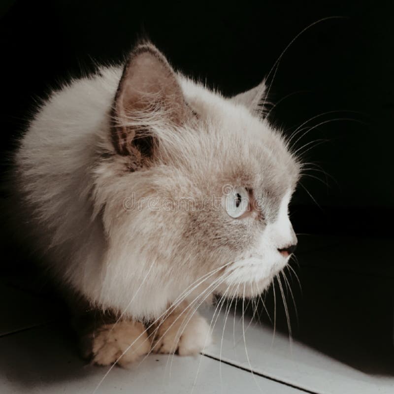 Cut cat room night stock image. Image of room, night - 370679153