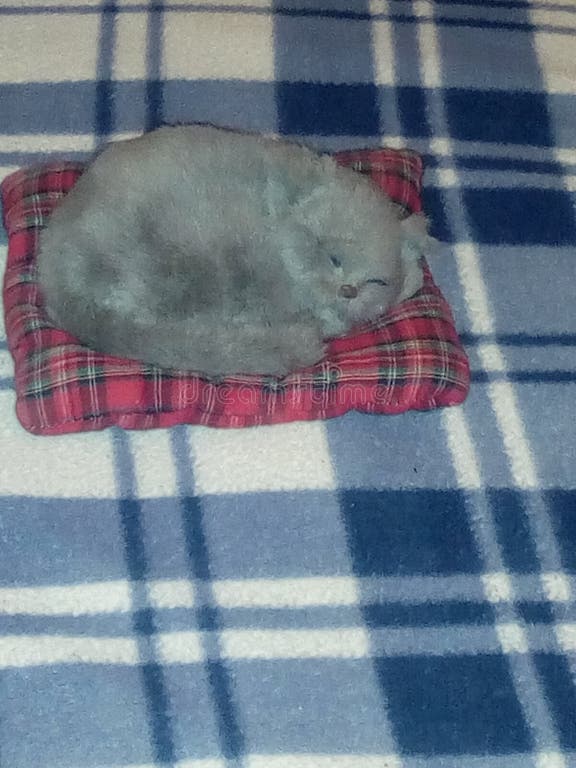 Cut cate stock image. Image of cate, animale, sleeping - 108739655