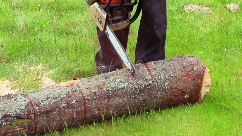 Cut Chainsaw stock footage. Video of chain, cutting, firewood - 42209580