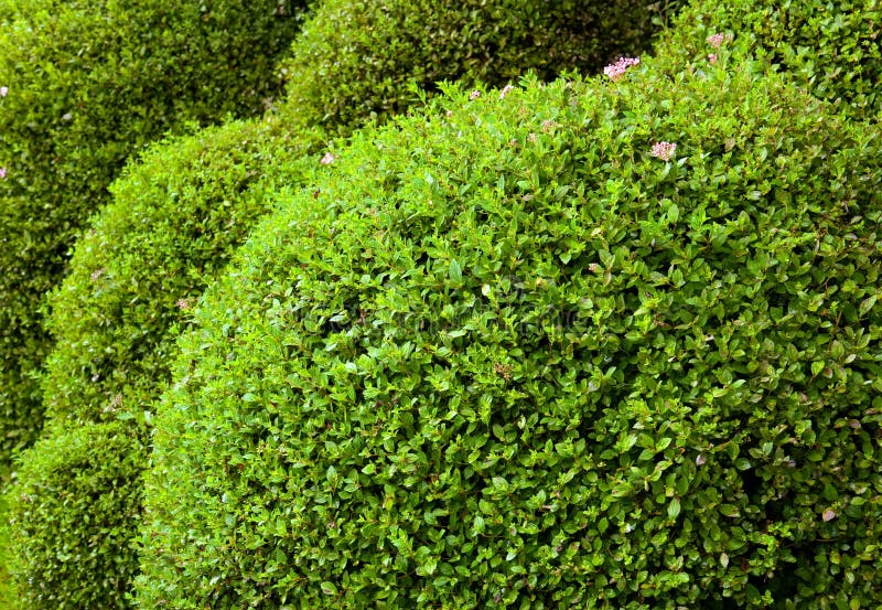 Cut circle bushes stock image. Image of sphere, summer - 5422777