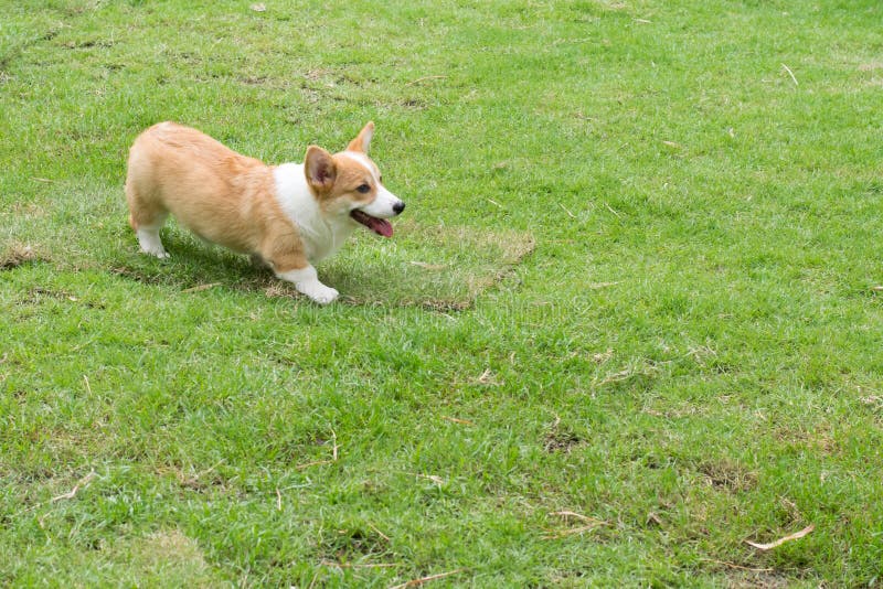 Cut corgi in the garden stock photo. Image of puppy, friend - 74780870
