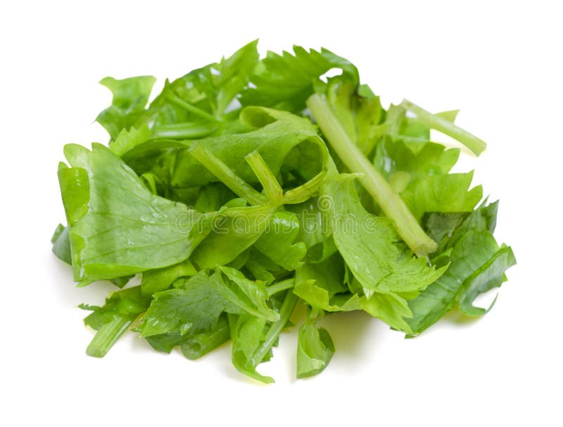 Dry isolated coriander stock photo. Image of horticulture - 28519234