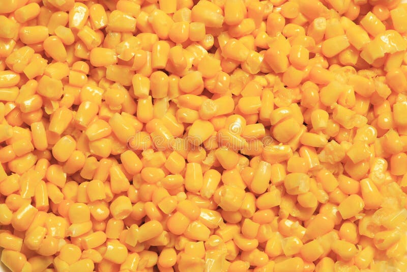 Cut Corn stock image. Image of nutrition, husk, kernel - 1381483