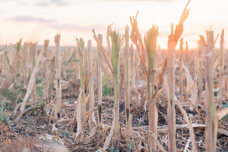 Field with Rows of Cut Stubble of Corn after Cutting Stock Image ...