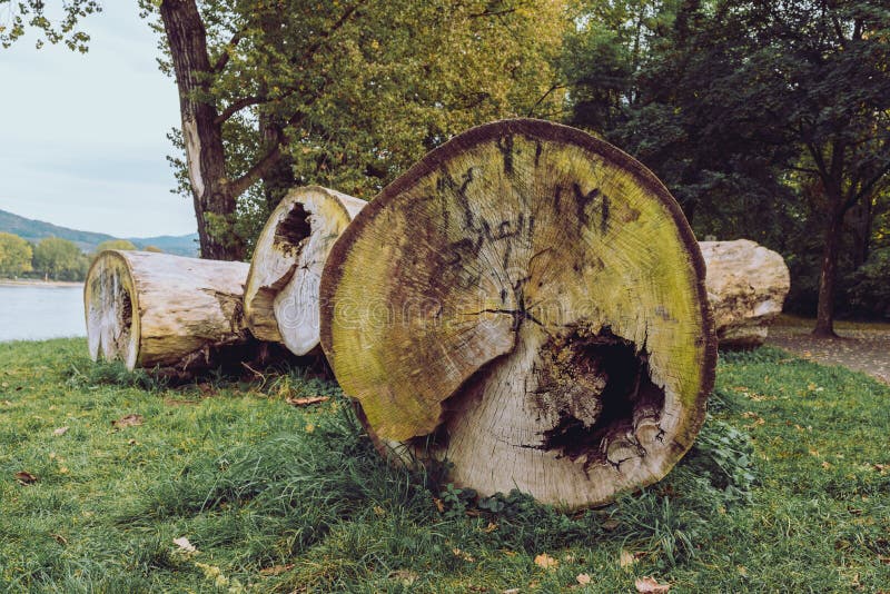 Cut Damaged Tree Trunks in Park in Autumn with Fallen Leaves, Destroyed ...