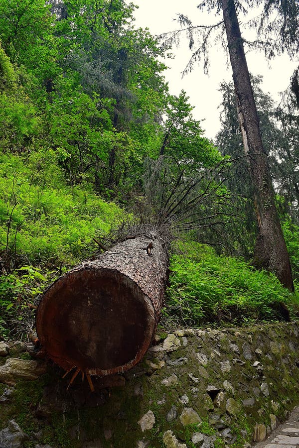 Deodar Tree, Joshimath, Uttarakhand, India Stock Image - Image of ...