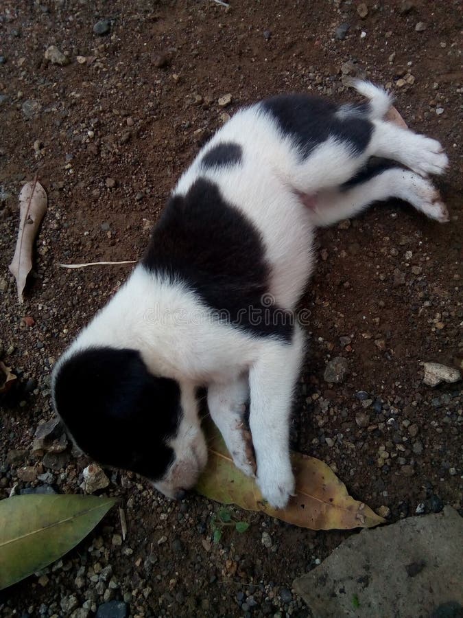 Papy Stock Photos - Free & Royalty-Free Stock Photos from Dreamstime