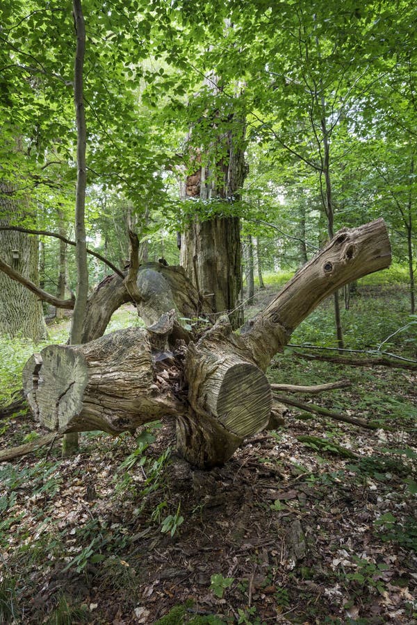Cut down oak tree stock photo. Image of leaves, summer - 99815088