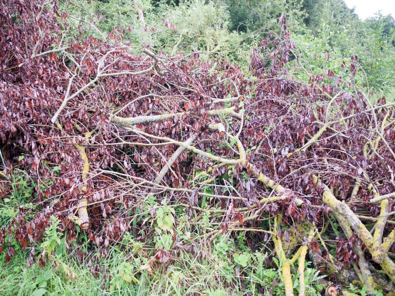 Cut Down Branches of Tree Piled Up on Ground Stock Photo - Image of ...