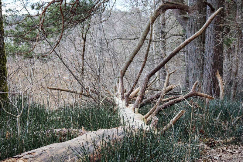 .a Cut Down or Broken Tree, Its Trunk and Bare, Broken Branches Lying ...