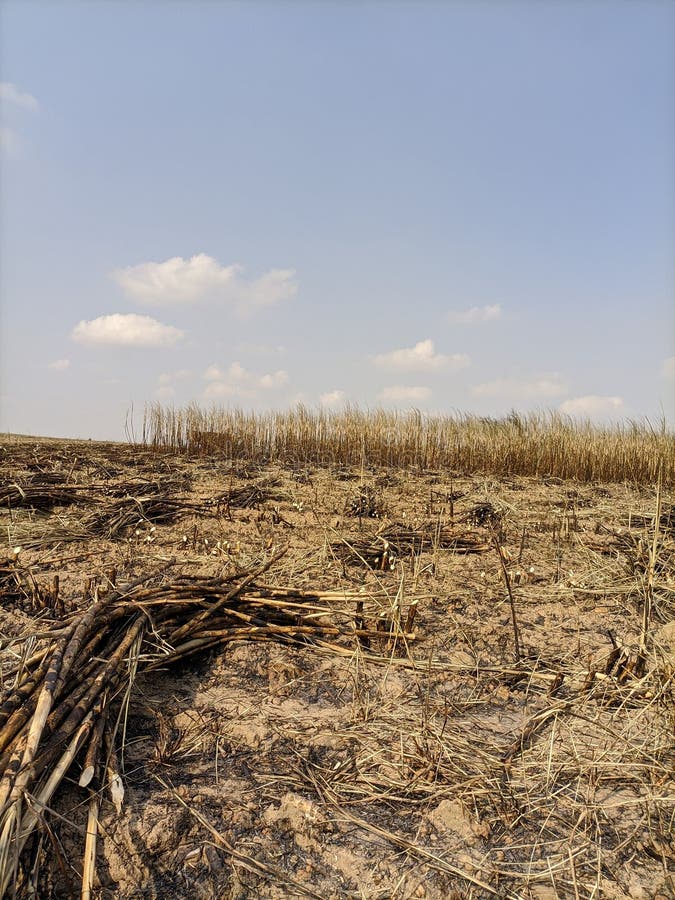 Cut Down Burning Sugar Cane Trees during the Day Stock Image - Image of ...