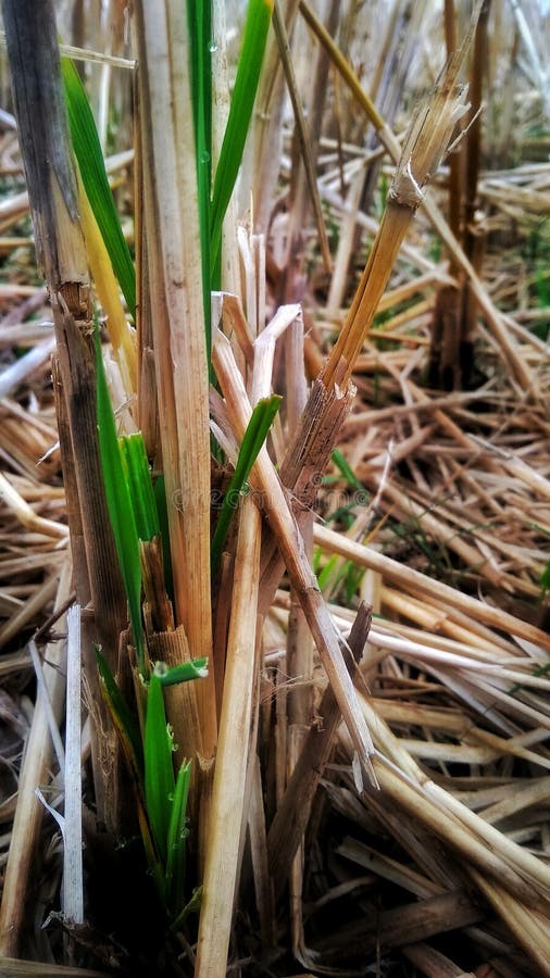 After Cut Down the Crop ,the Picture of the Field at a Spring Evening ...