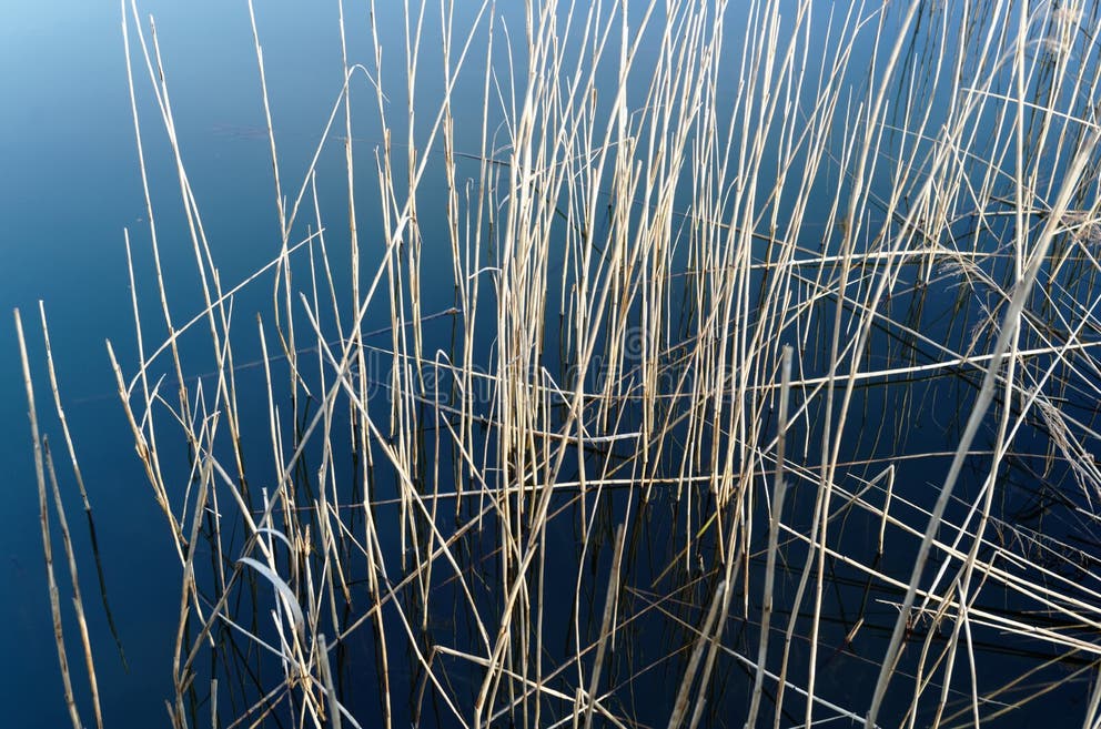 Cut Down Dry Reeds on a Pond Stock Photo - Image of calm, water: 81777952