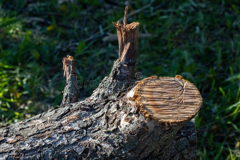 Cut Down of a Old Apple Tree Stock Photo - Image of pattern, grain ...
