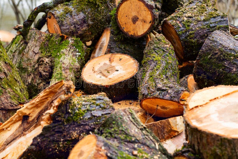 A Cut Down Old Tree Covered with Moss is in the Forest. Bars Stock ...