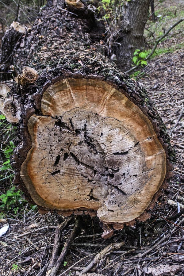 Cut down old tree_1 stock image. Image of rotten, loss - 76944659