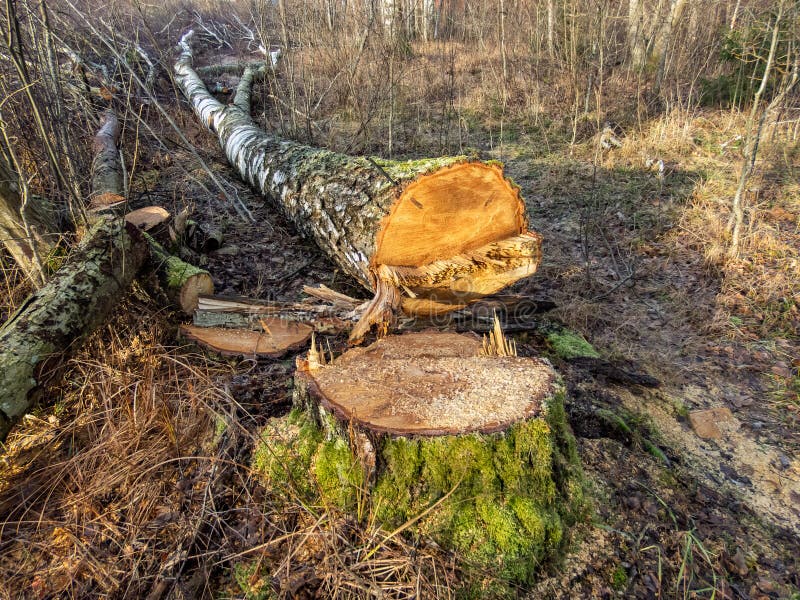 Cut Down Old Tree Logs Laying on the Ground. Deforestation Concept ...