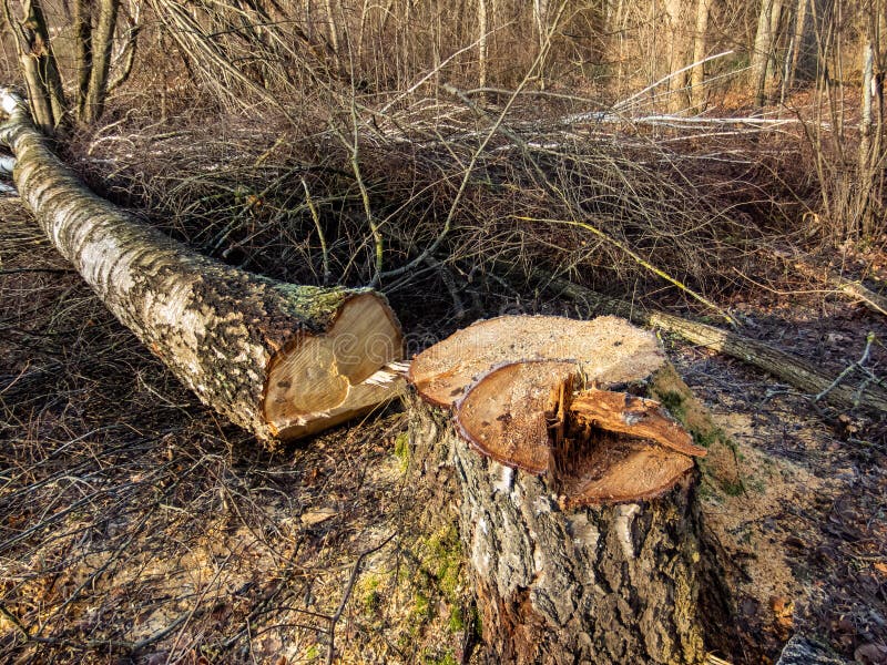 Cut Down Old Tree Log Laying on the Ground. Deforestation Concept Stock ...