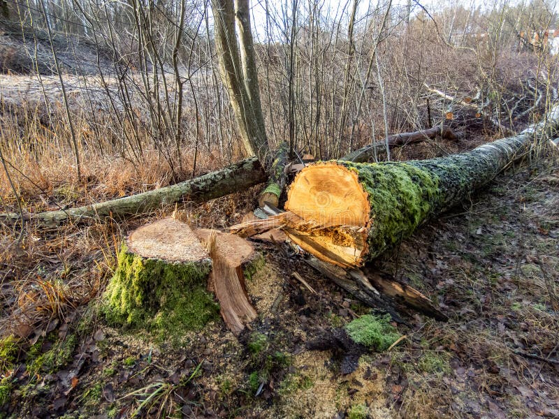 Cut Down Old Tree Log Laying on the Ground. Deforestation Concept Stock ...