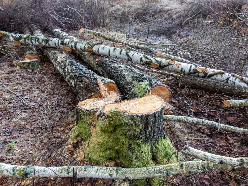 Cut Down Old Tree Logs Laying on the Ground. Deforestation Concept ...