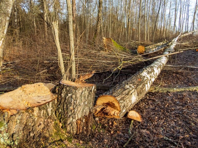 Cut Down Old Tree Logs Laying on the Ground. Deforestation Concept ...