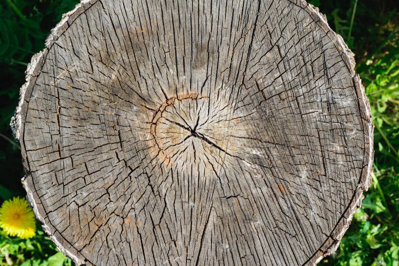 Cut Down the Old Tree Trunk Top View Stock Photo - Image of lumber ...